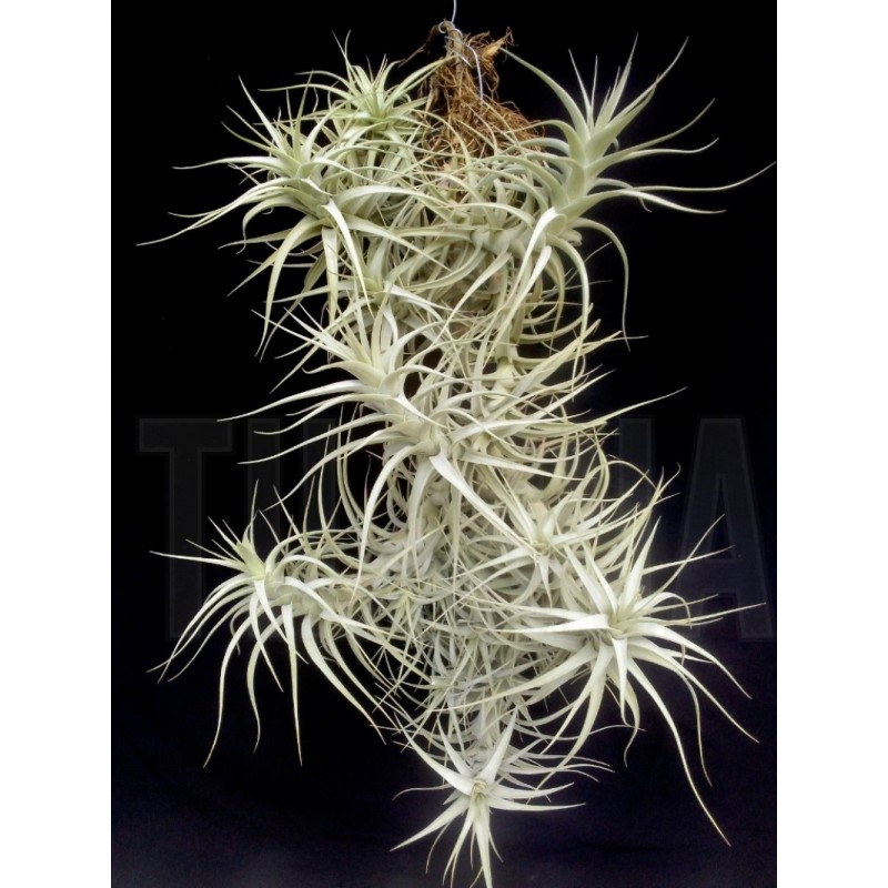 Tillandsia bergeri caulescent L
