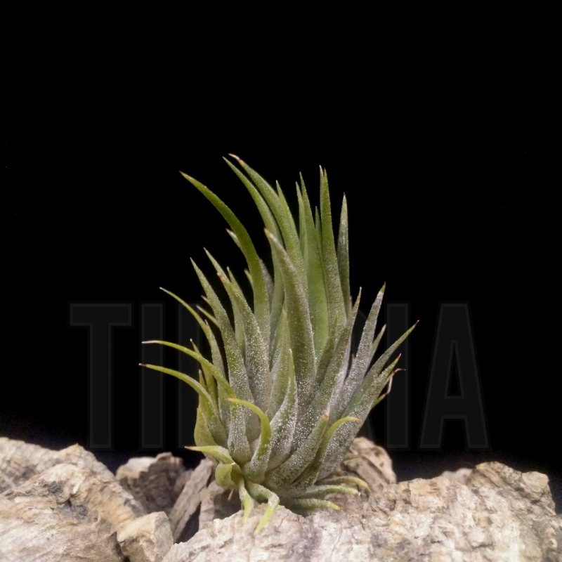 Tillandsia ionantha v. stricta f. fastigiata (syn. 'peanut'